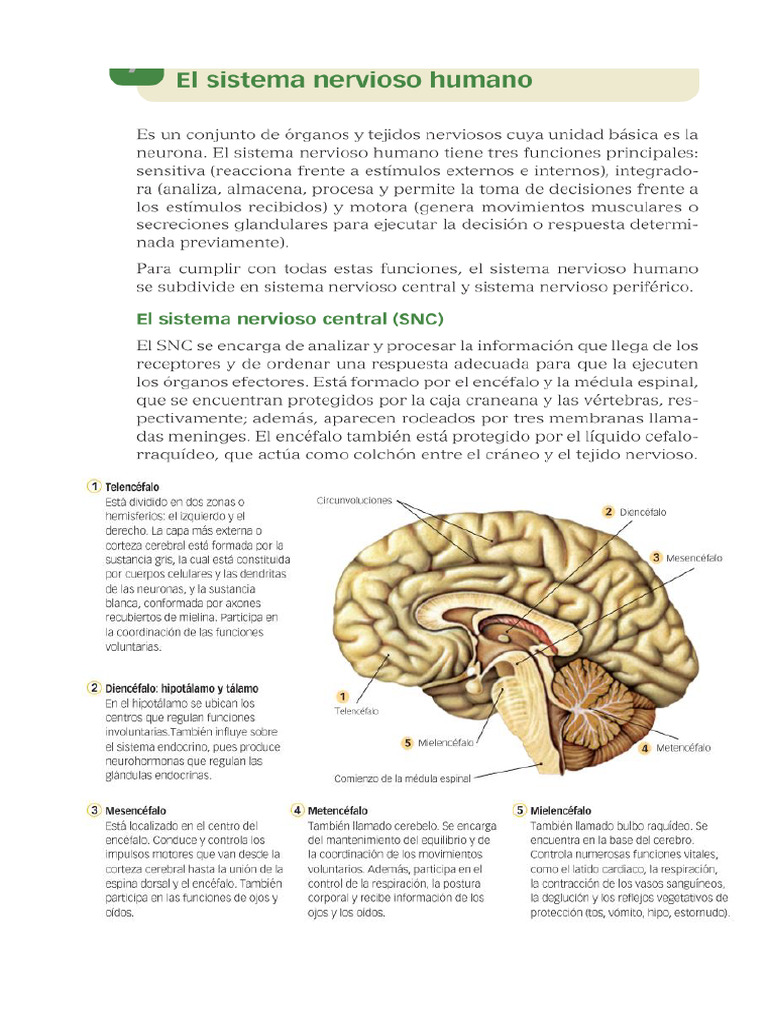U5-S5 Sist. Nerv. Humano | PDF