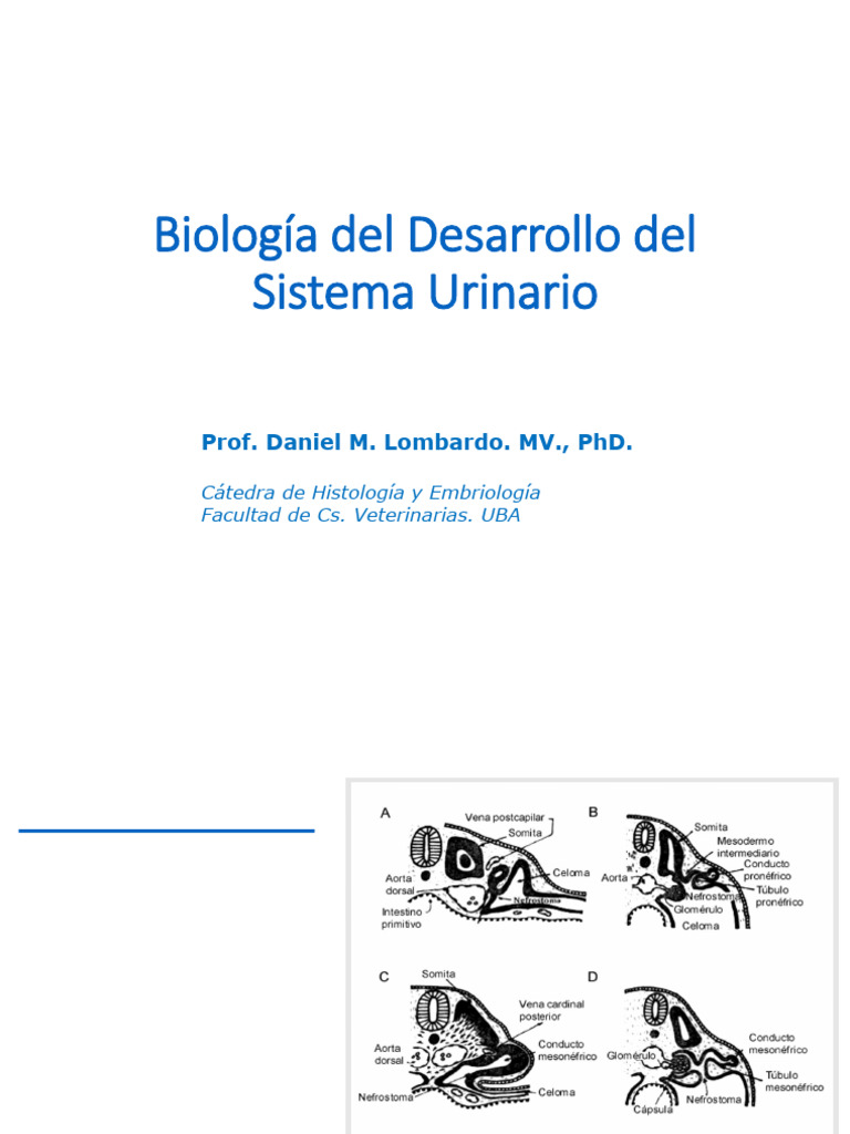 BDA 12.sistema Urinario | PDF
