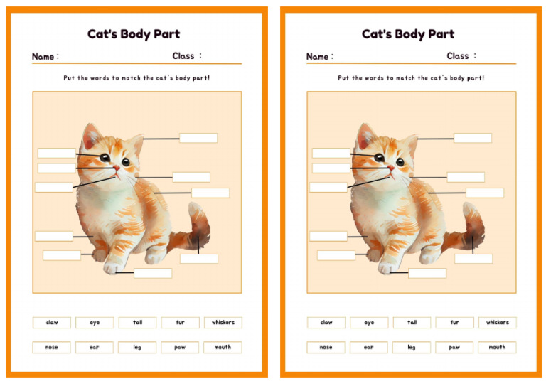 Cat's Body Part | PDF