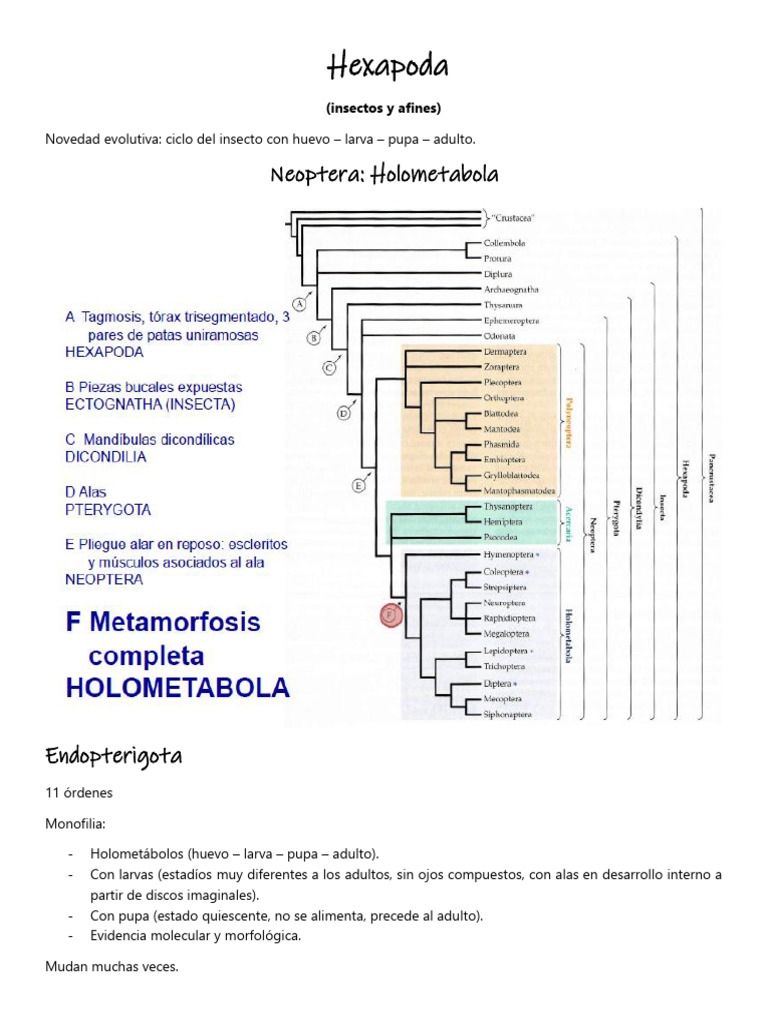 Hexapoda 3 | PDF