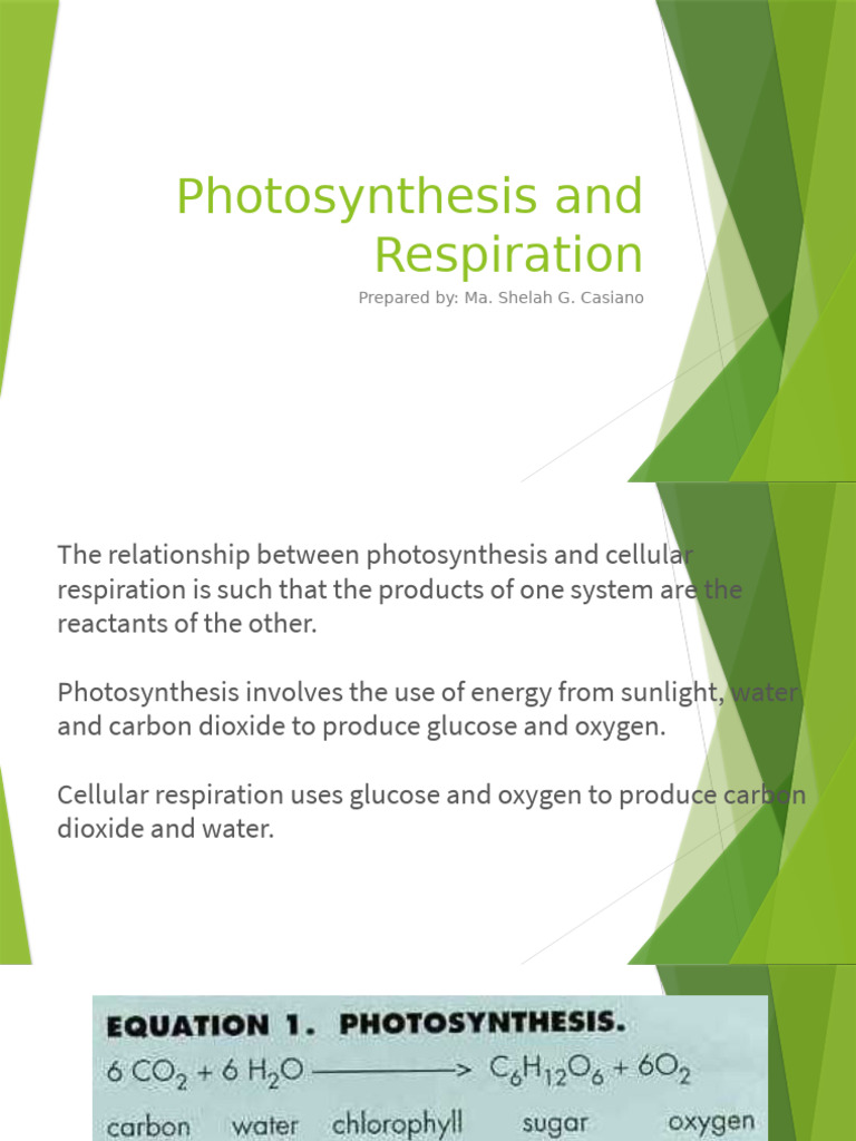 Photosynthesis and Respiration Lecture | PDF