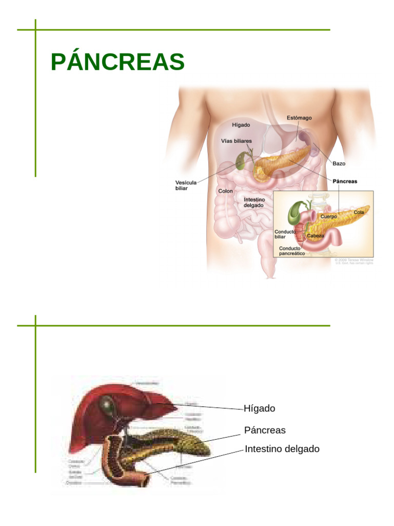 PÁNCREAS | PDF