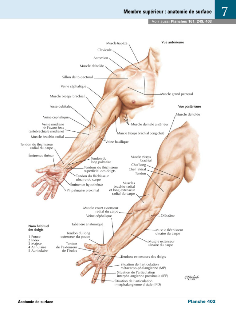 Membre Supérieur Anatomie de Surface | PDF