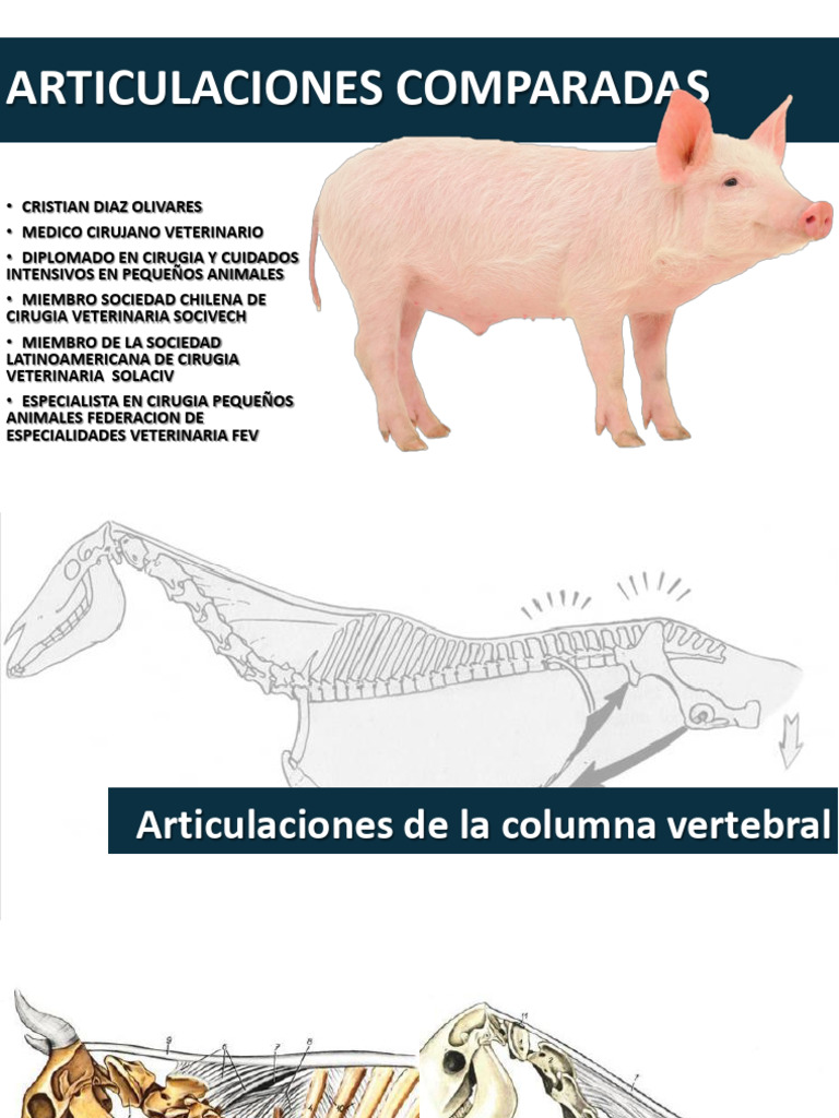 Sindesmologia Comparada2024 | PDF
