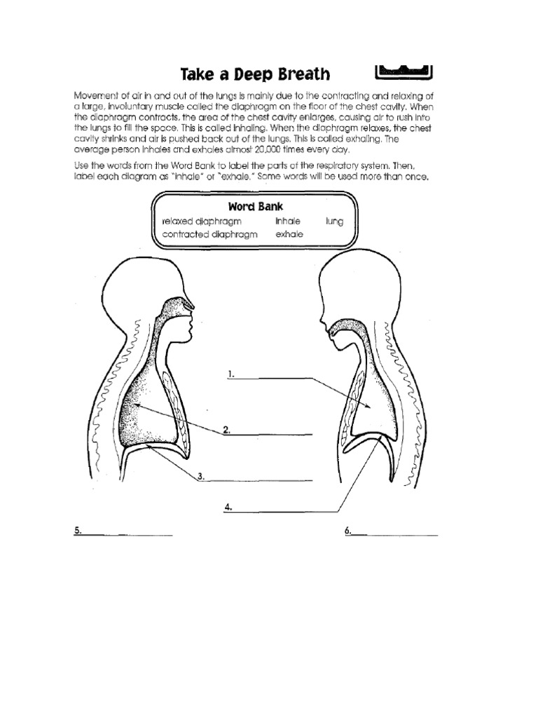 Respiratory System Worksheet Homework | PDF