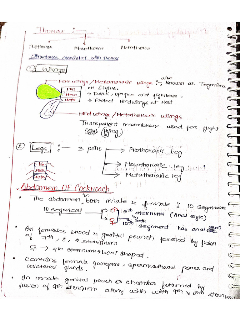 Zoology Handwritten Notes | PDF