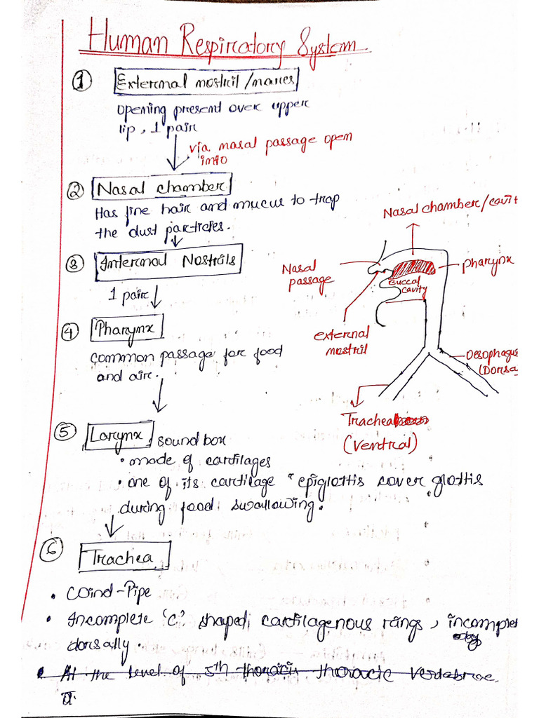 Zoology Notes | PDF
