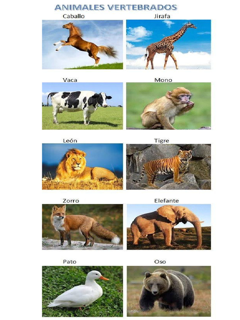 Animales Vertebrados | PDF