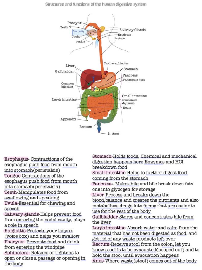 Human Body | PDF