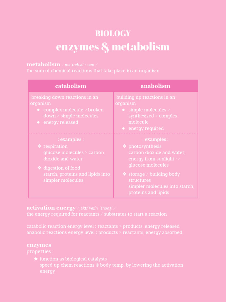 Biology Basic Enzyme Notes | PDF