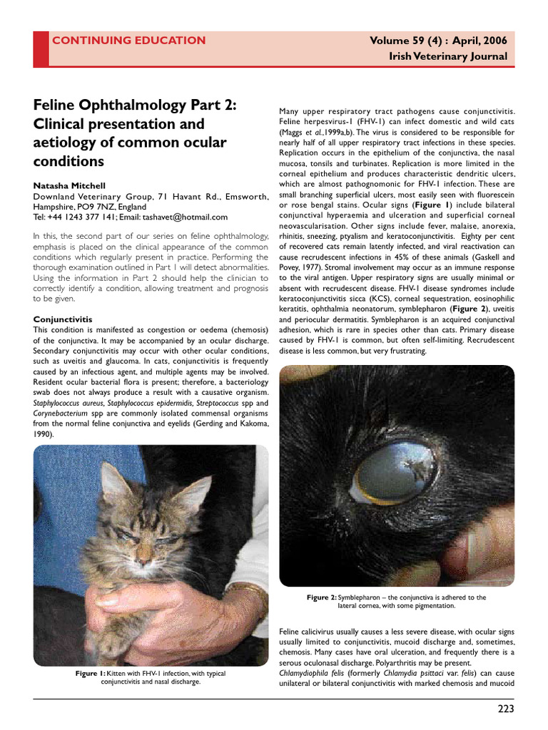 Feline Ophthalmology Part 21 | PDF