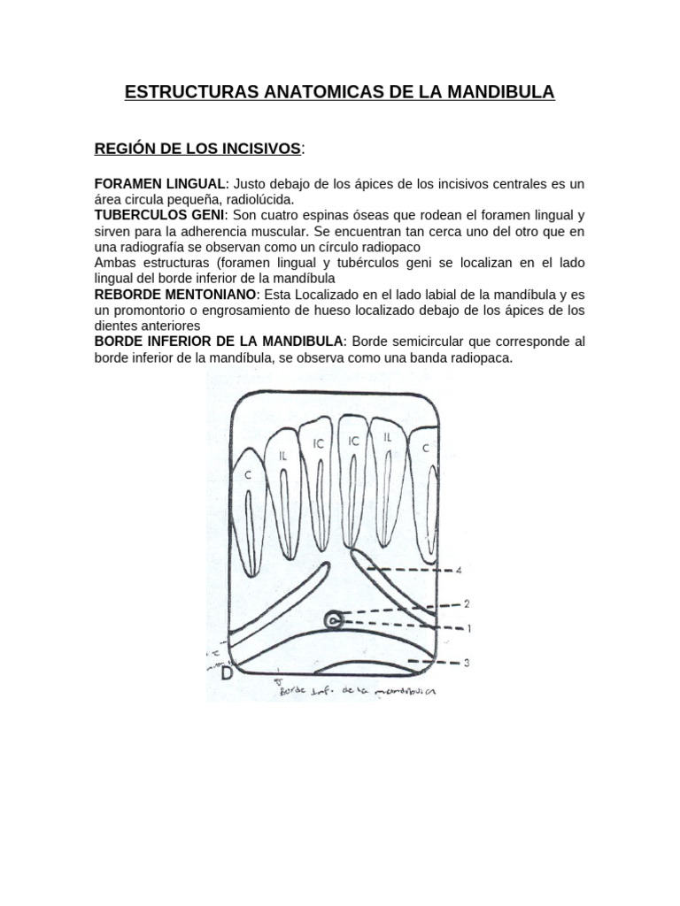 Estructuras Anatomicas de La Mandibula | PDF