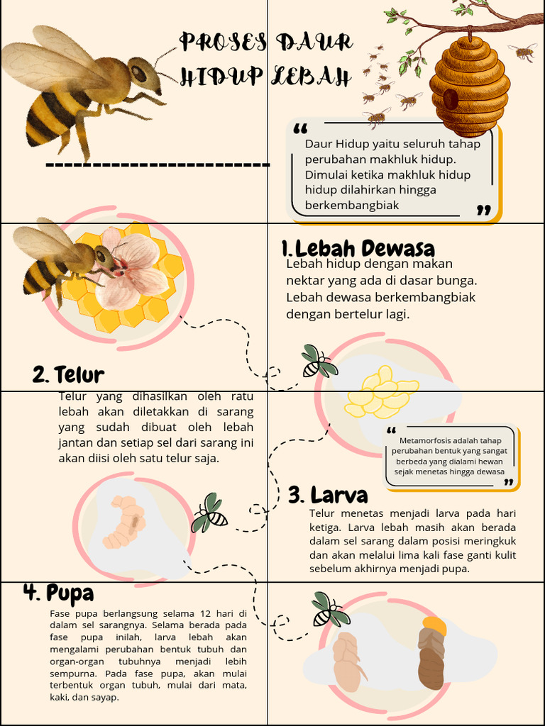 Proses Daur Hidup Lebah | PDF