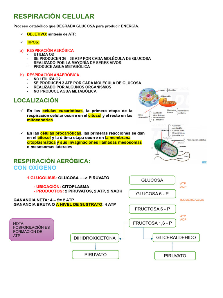 Respiración Celular | PDF | Respiración celular | Trifosfato de adenosina