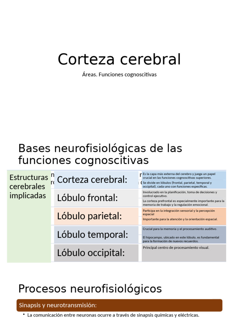 Corteza Cerebral | PDF