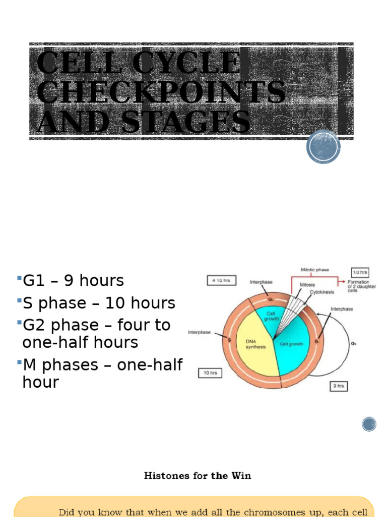 Cell Cycle Checkpoints and Stages | PDF