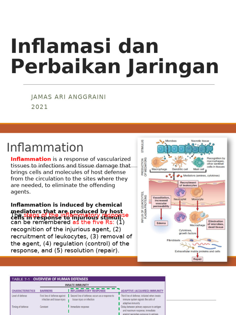 Inflamasi, Perbaikan Jaringan | PDF