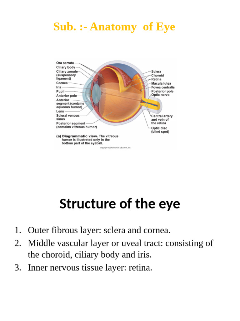 Sub.:-Anatomy of Eye | PDF