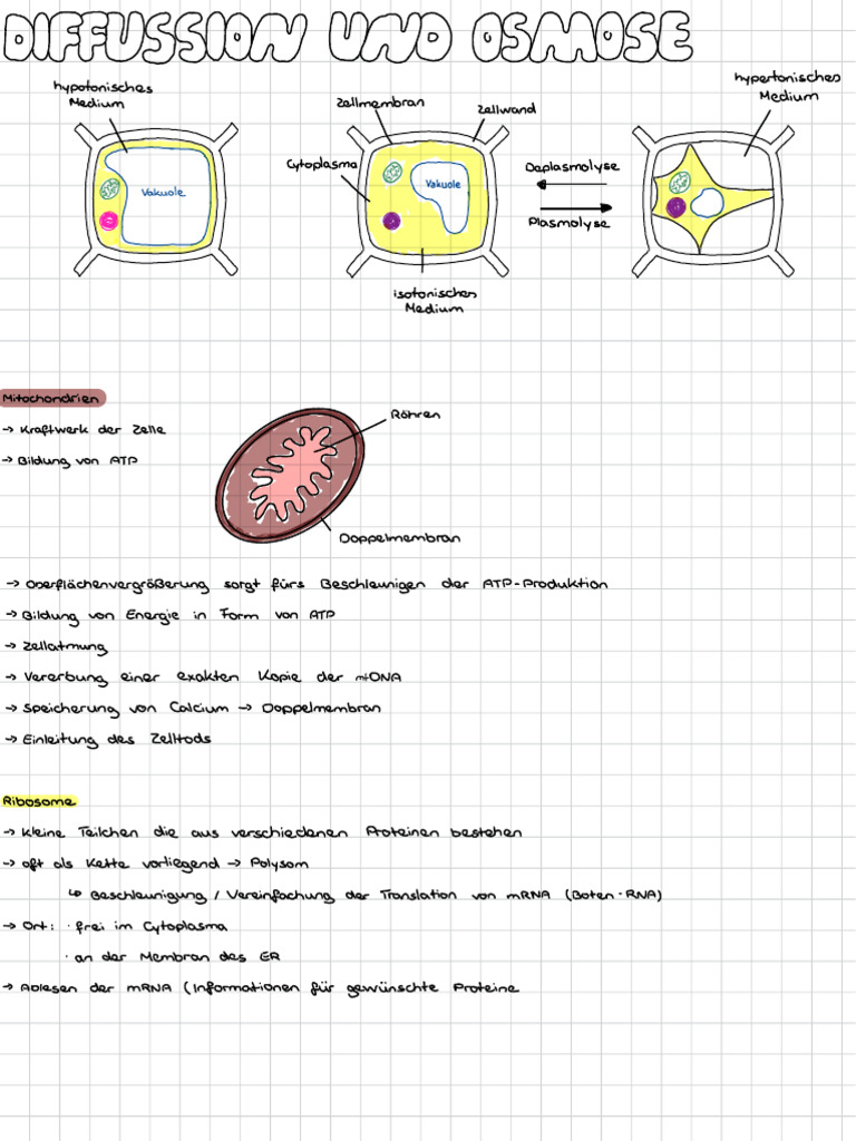 Diffusion Und Osmose | PDF