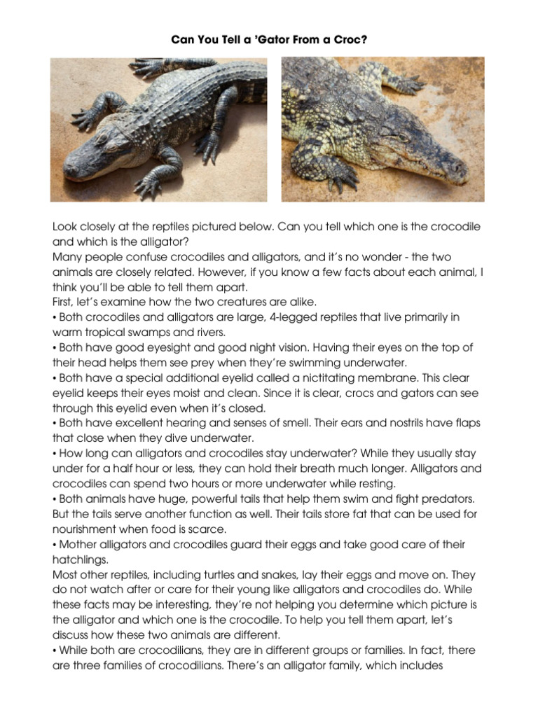 Alligators Crocodiles | PDF
