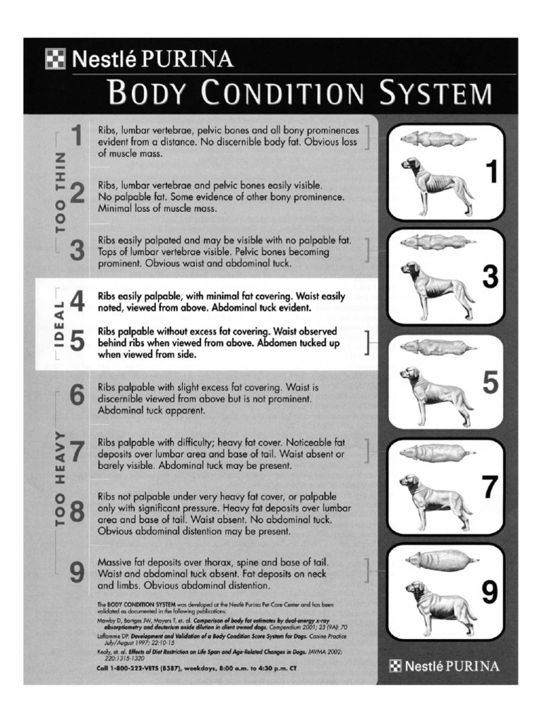 Purina Dog Condition Chart | PDF