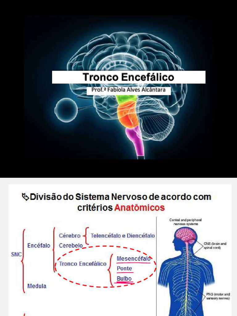 Aula 26 08 Tronco Encefalico | PDF