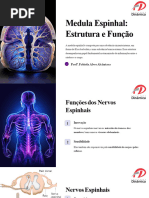 Funções dos Nervos Espinhais e Plexos | PDF | Coluna vertebral | Nervo