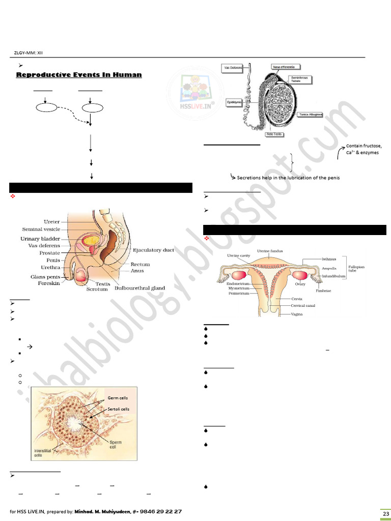 Hsslive XII Zoology CH 3 Human Reproduction Short Note Minhad New | PDF