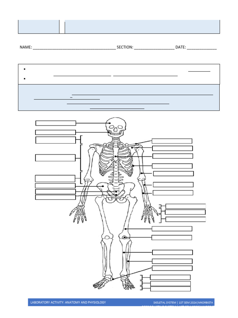 Laboratory Activity 5 - Skeletal System | PDF