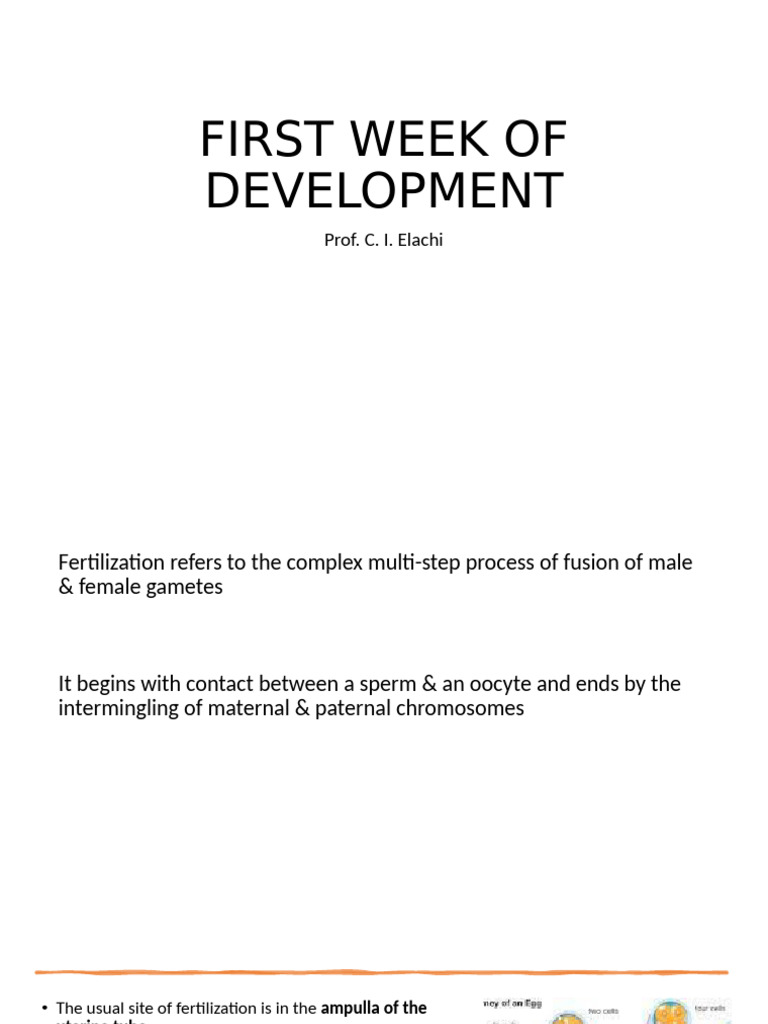 First Week of Development | PDF
