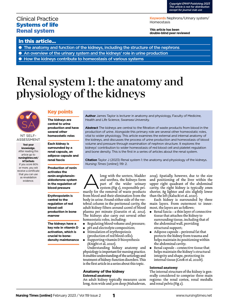 Renal System 1 The Anatomy and Physiology of The Kidneys | PDF