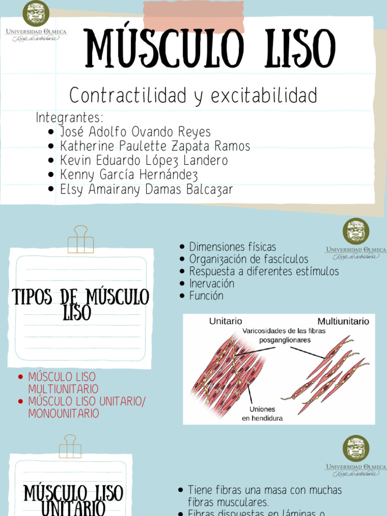 Contractilidad y Excitabilidad Del Músculo Liso | PDF