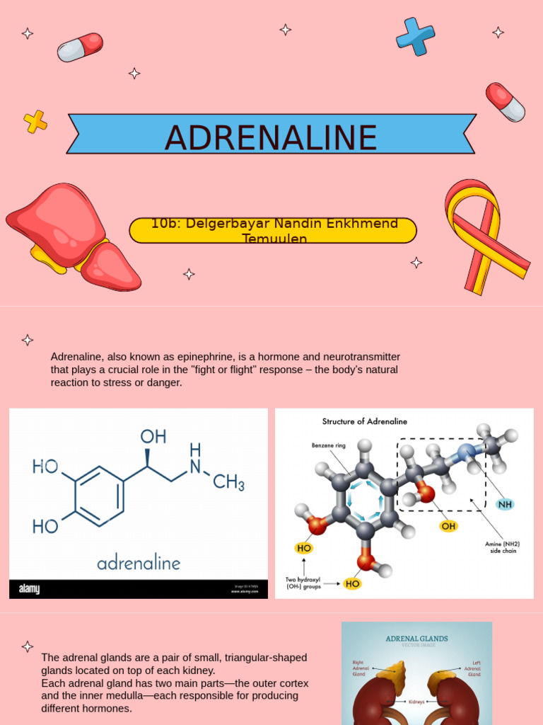 10b Adrenaline Bie Daalt | PDF