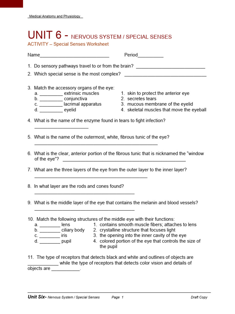 06 Activity 8 SPECIALSENSESWORKSHEET | PDF