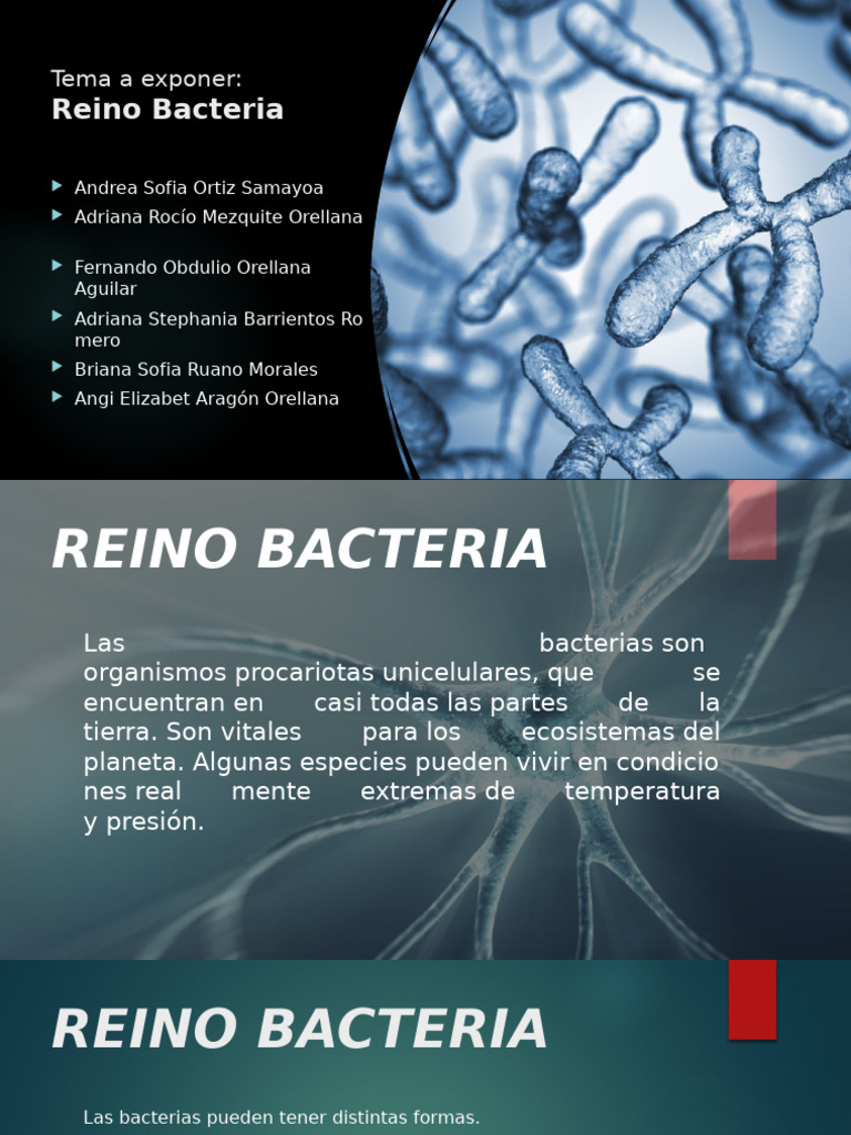 Presentación de Reino Bacteria 1 | PDF