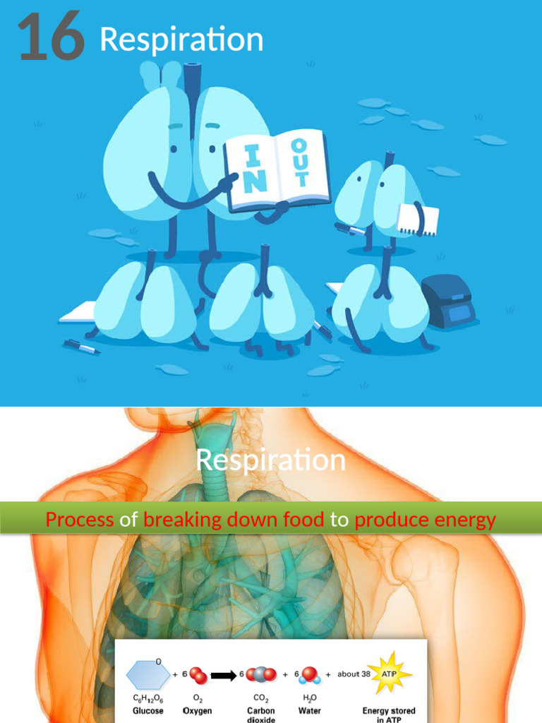 Chapter 16 Respiration | PDF