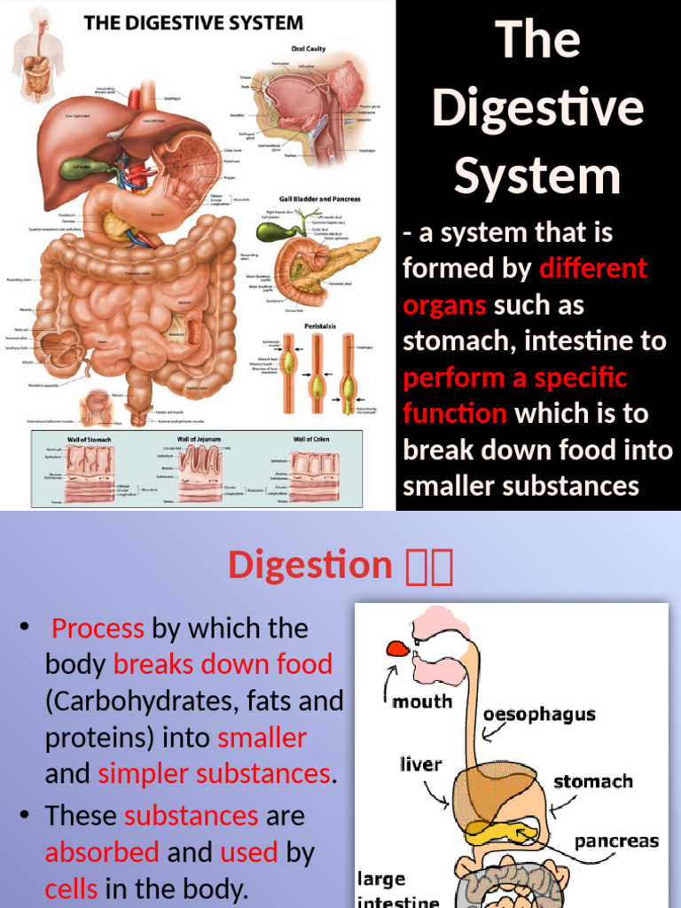 Digestive System | PDF