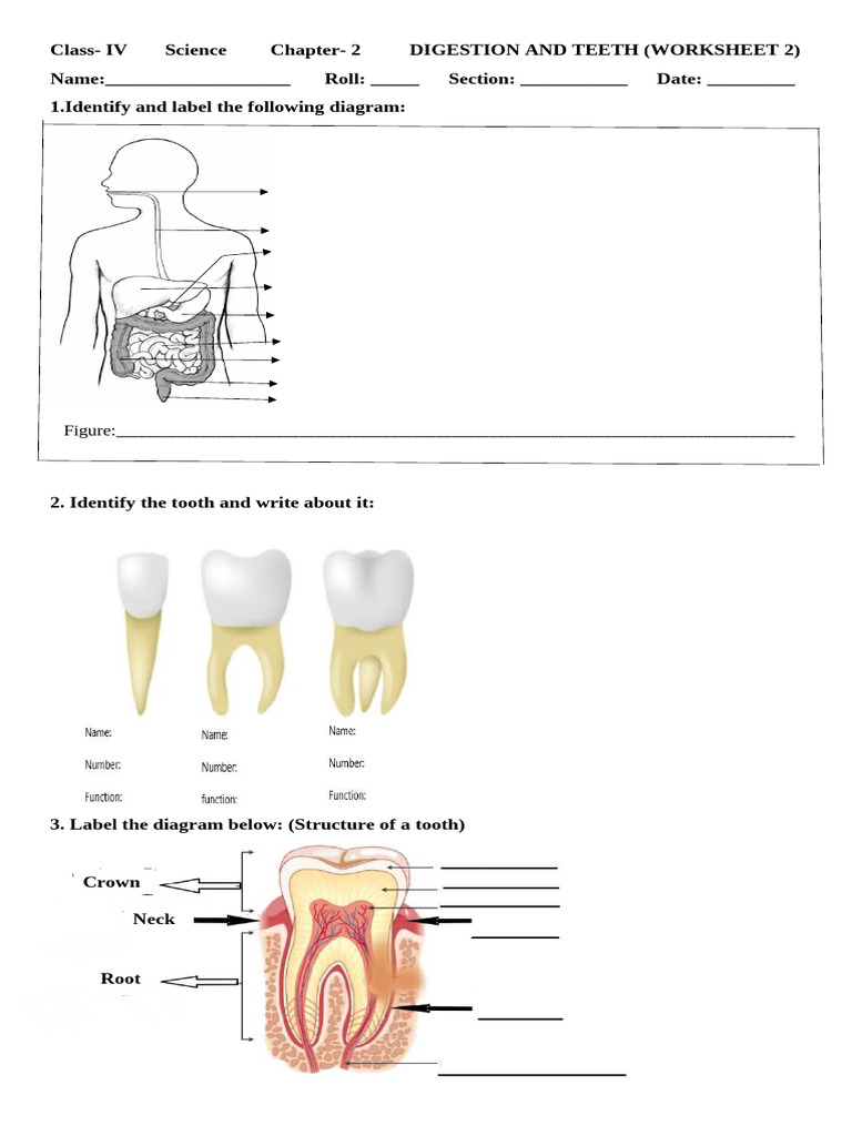 Worksheet 2-Digestion Bio | PDF