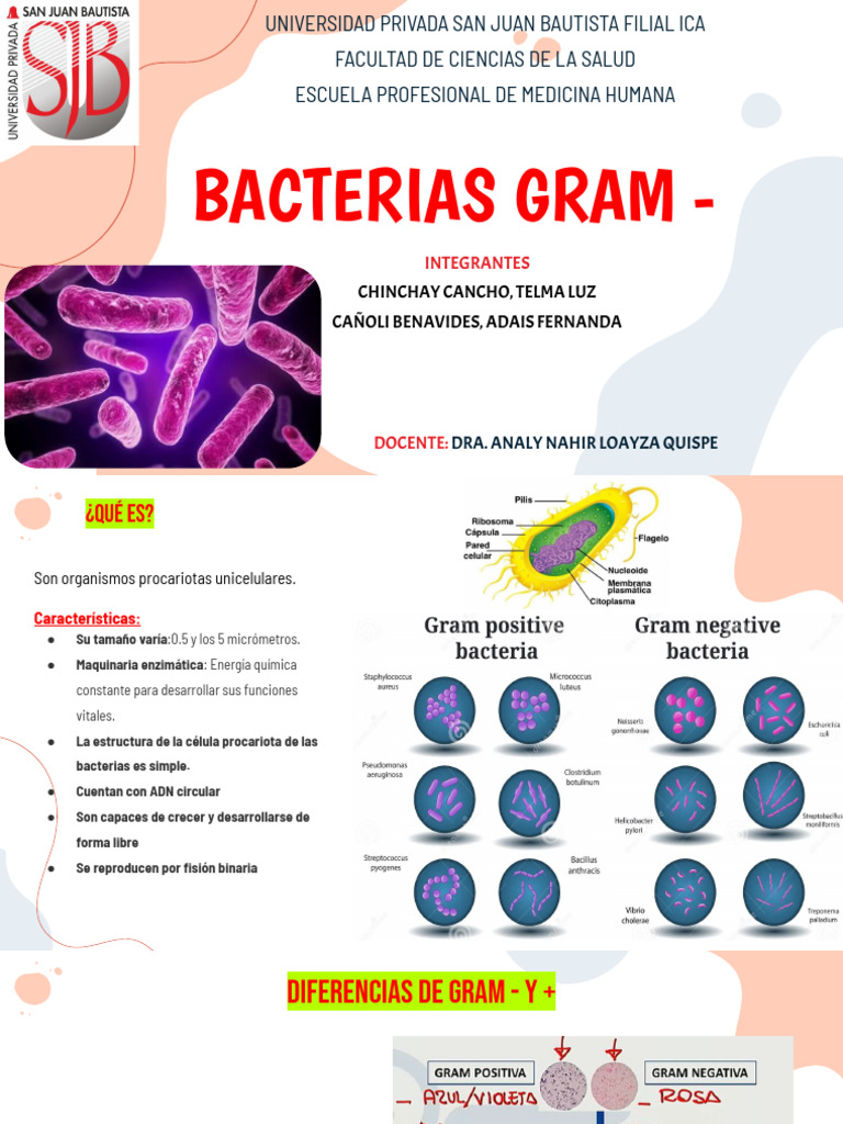Bacterias Gram | PDF