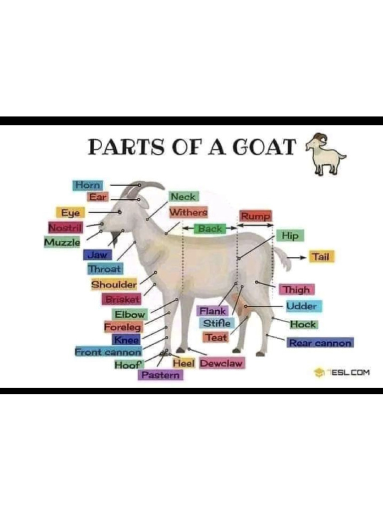 Up Goat Parts | PDF