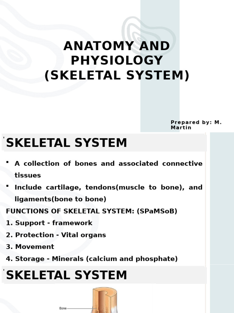 Skeletal System Anatomy Guide | PDF | Vertebra | Anatomical Terms Of Motion