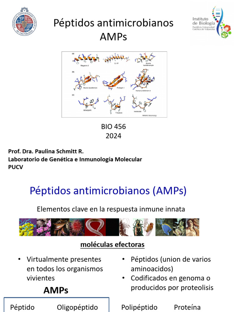 Clase AMPs 2024 (1) | PDF
