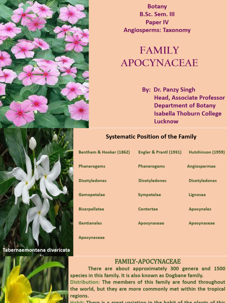 Apocynaceae | PDF | Petal | Wellness
