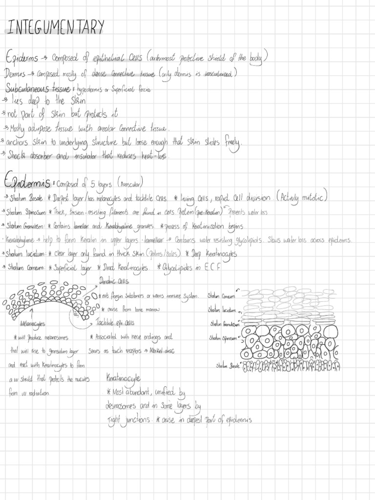 Integumentary System | PDF