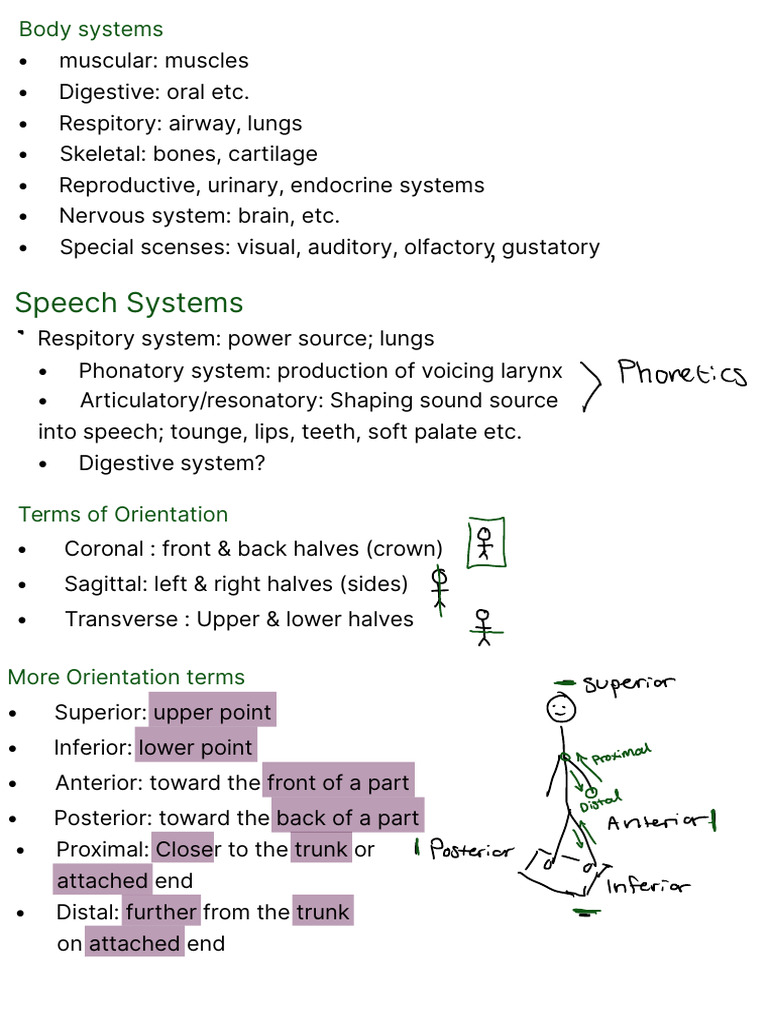 Anatomy Notes | PDF