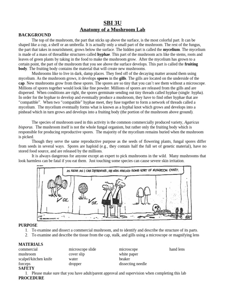 Anatomy of A Mushroom Lab 2023 | PDF
