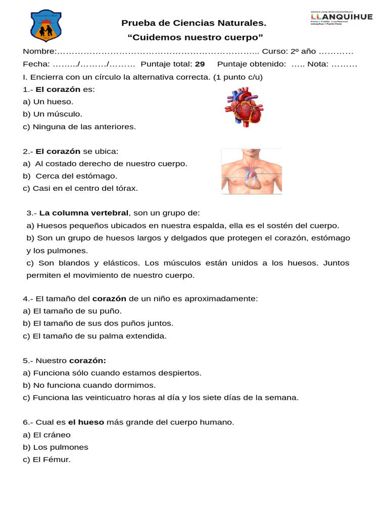 Prueba Ciencias El Cuerpo Humano | PDF