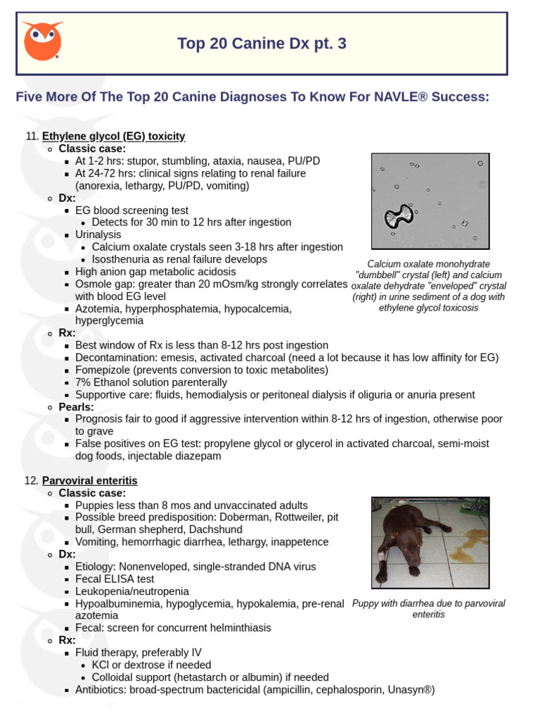 Top 20 Canine DX Pt. 3 0 | PDF