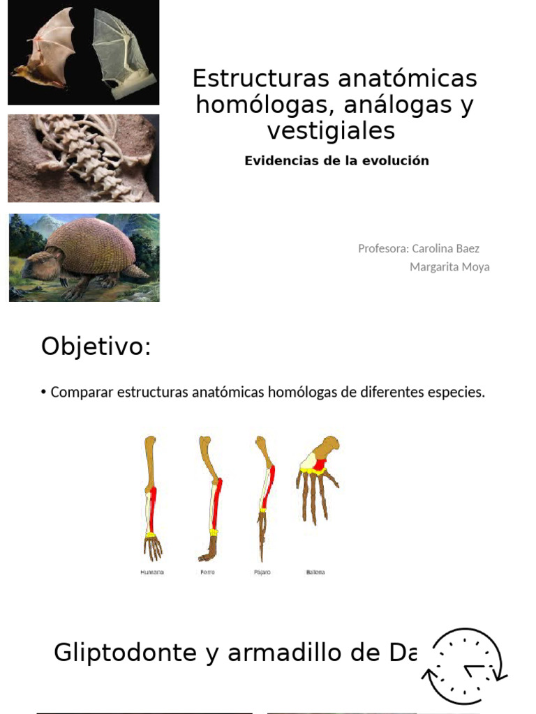 Clase 8 Estructuras Anatómicas Homólogas Análogas y Vestigiales | PDF