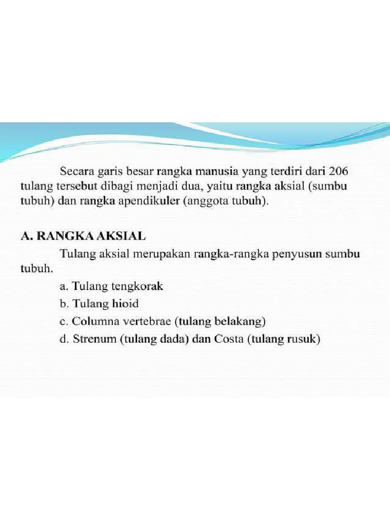 Anatomi Rangka Aksial Dan Apendikular 3 638 | PDF